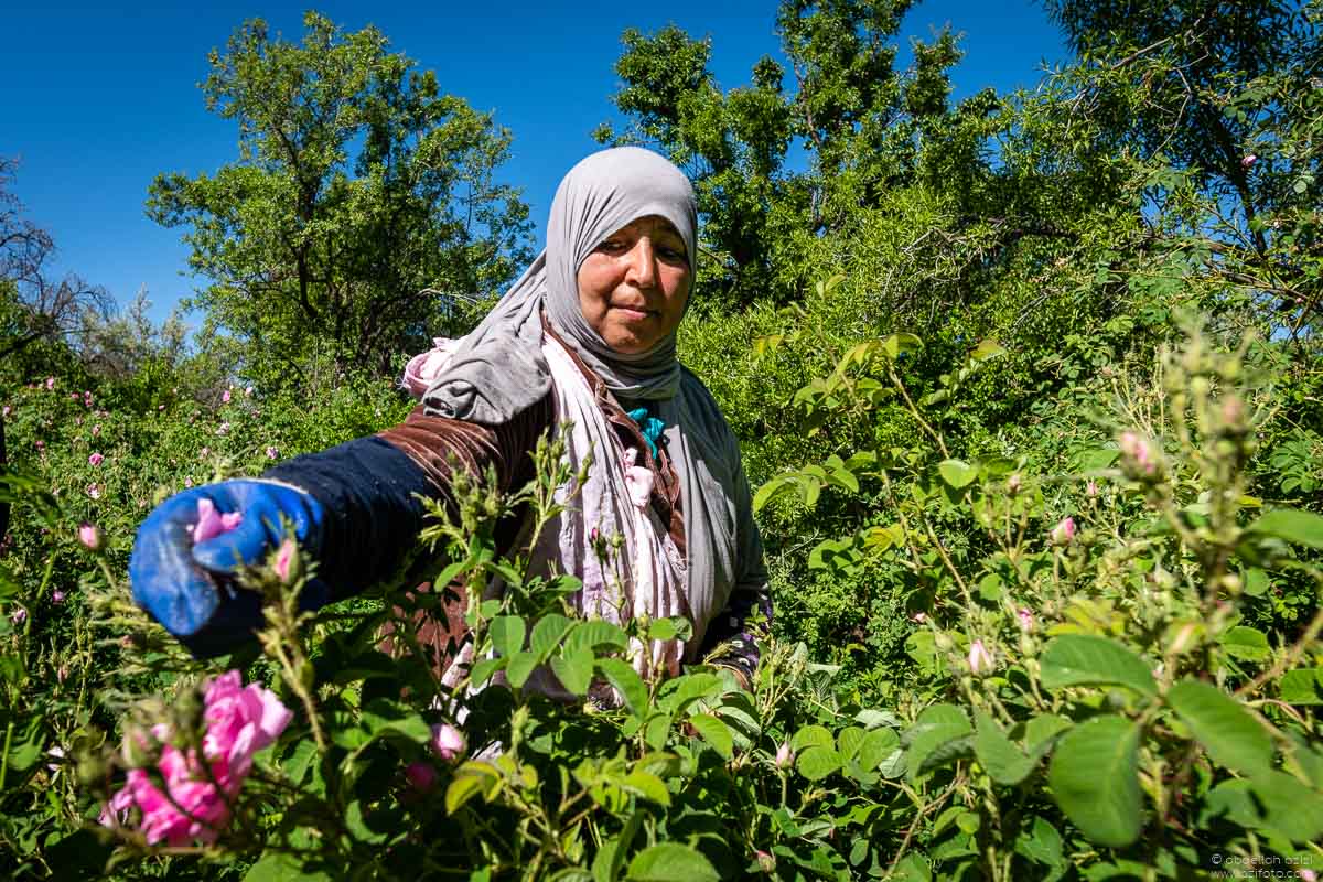 Rose season Kalaat M'Gouna - Morocco by ABdellah Azizi